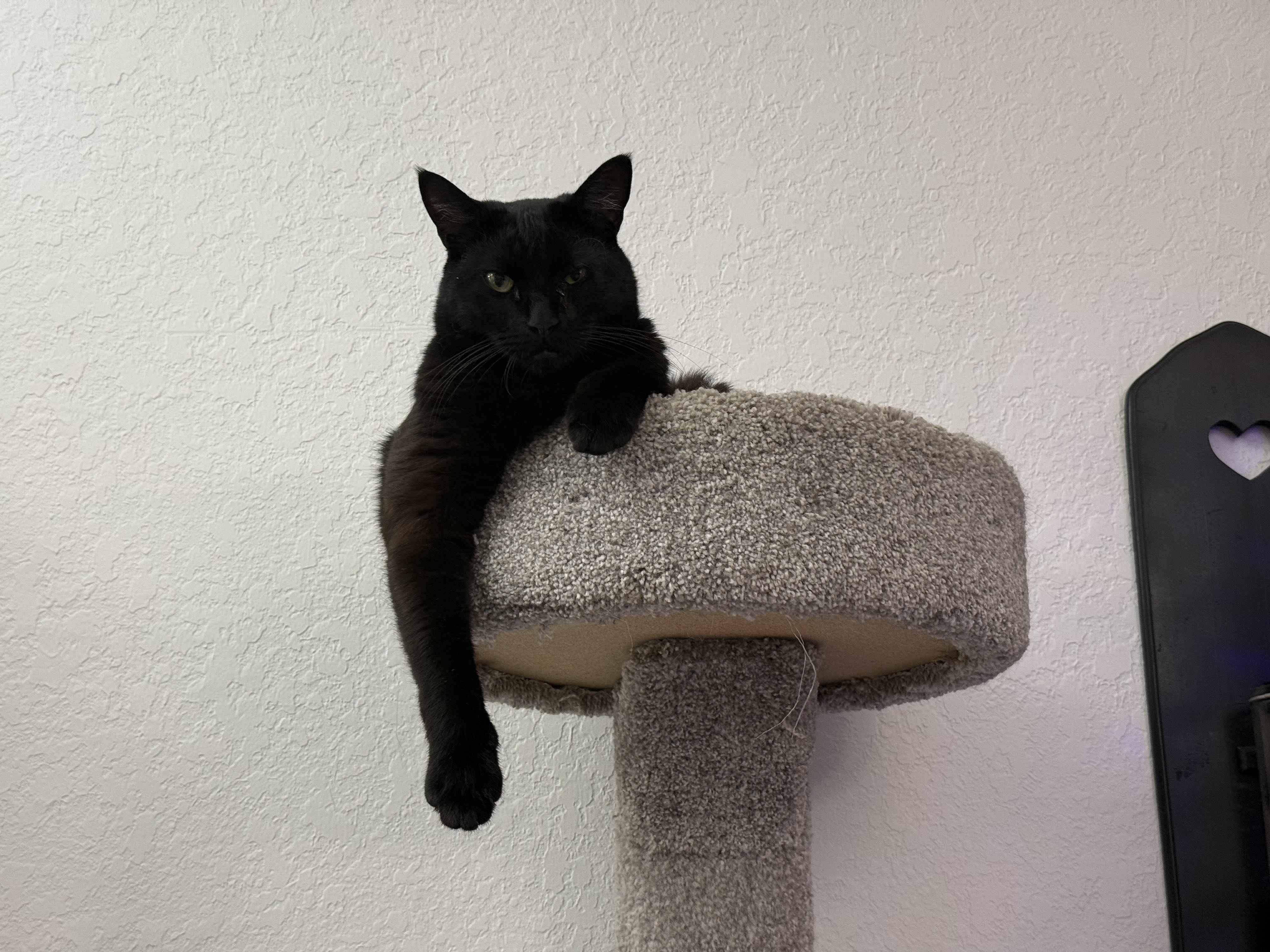 Klingon, maybe? Weekly Recap 1/19/2026 – Aerik Arkadian